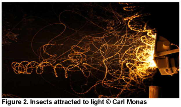 What are the Different Types of Light Pollution? | Southwest ...